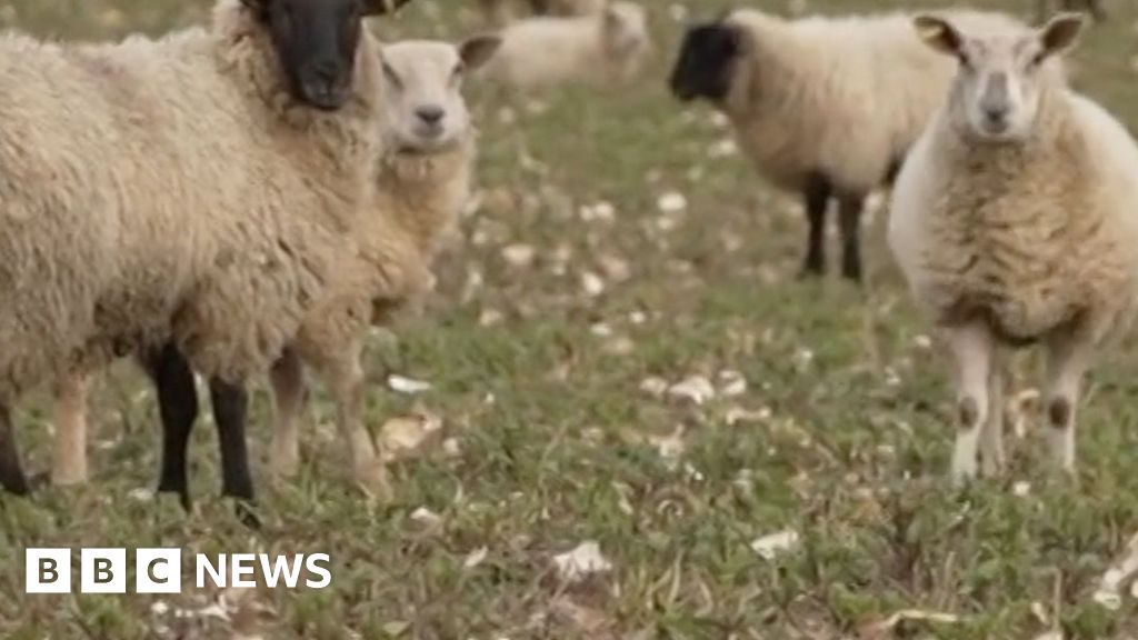 'People are shocked when their dogs attack my sheep' - BBC News