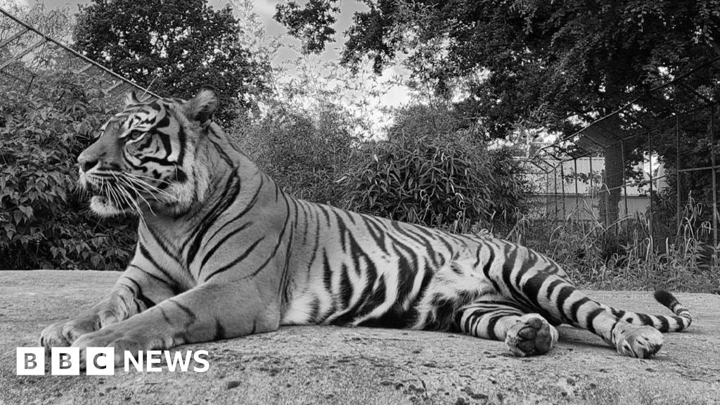 Drayton Manor Zoo devastated after Dora the Sumatran tiger dies