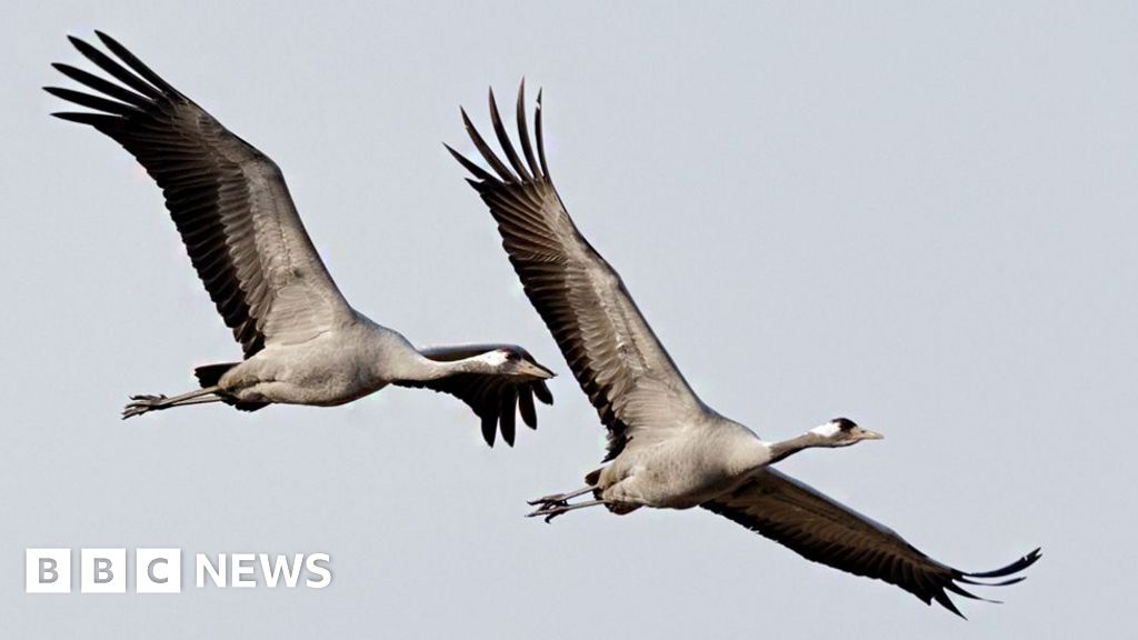 Wicken Fen nature reserve sees first crane chick take flight