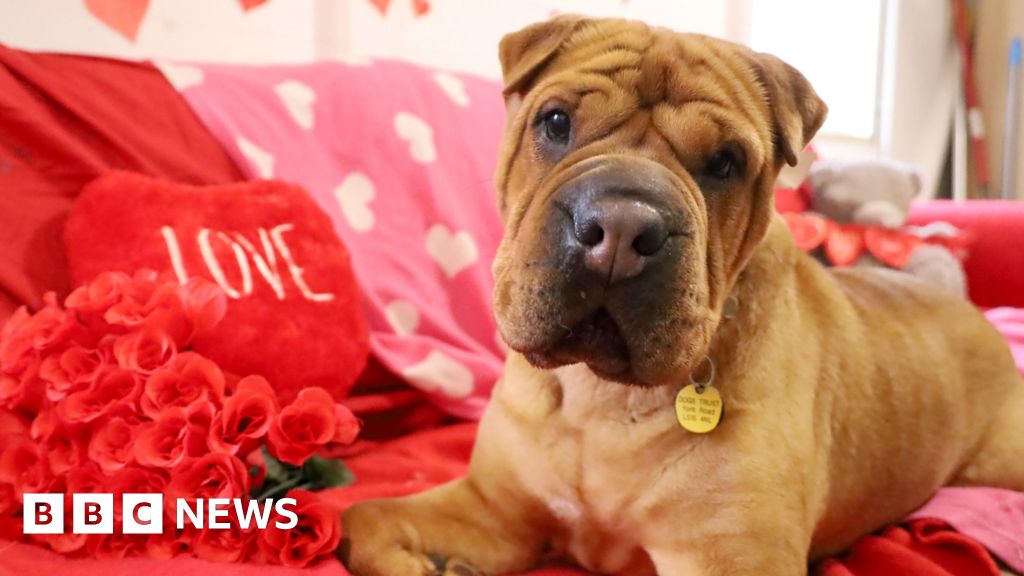 Lonely shar pei seeks fur‑ever family after six years at Leeds charity