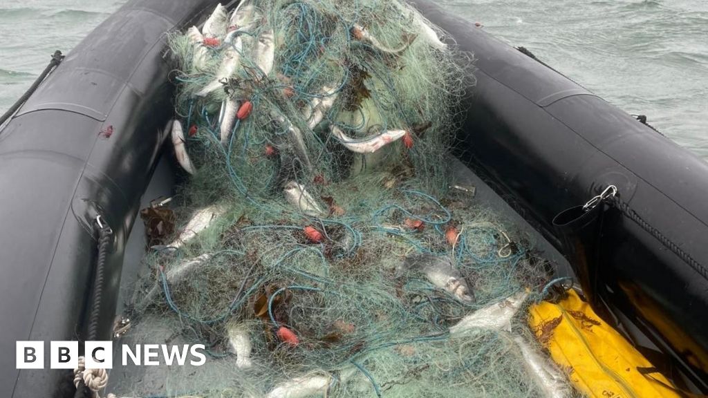 Illegal nets teeming with fish seized in River Plym