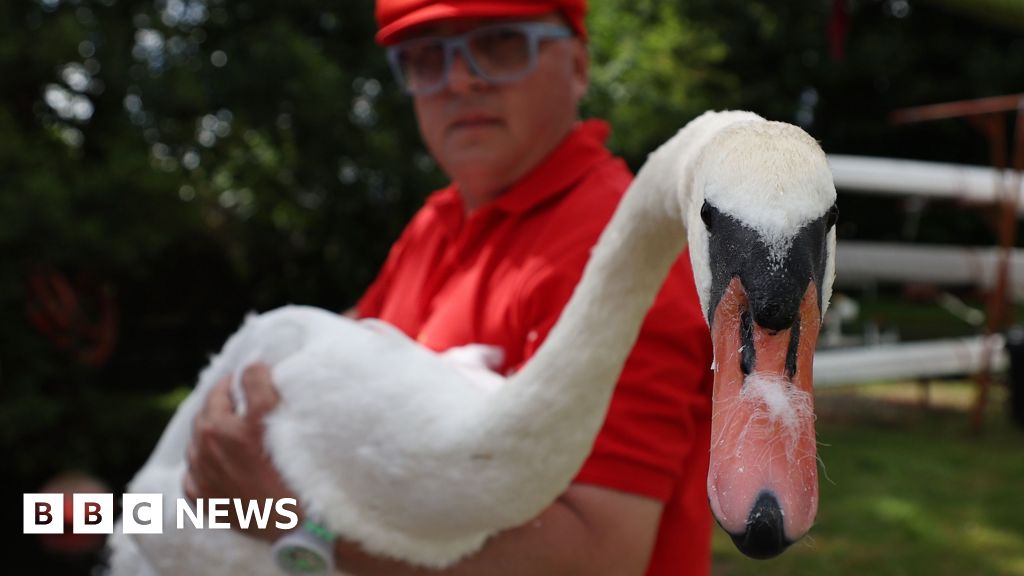 ‘Swan uppers’ hope numbers recover after avian flu - BBC News