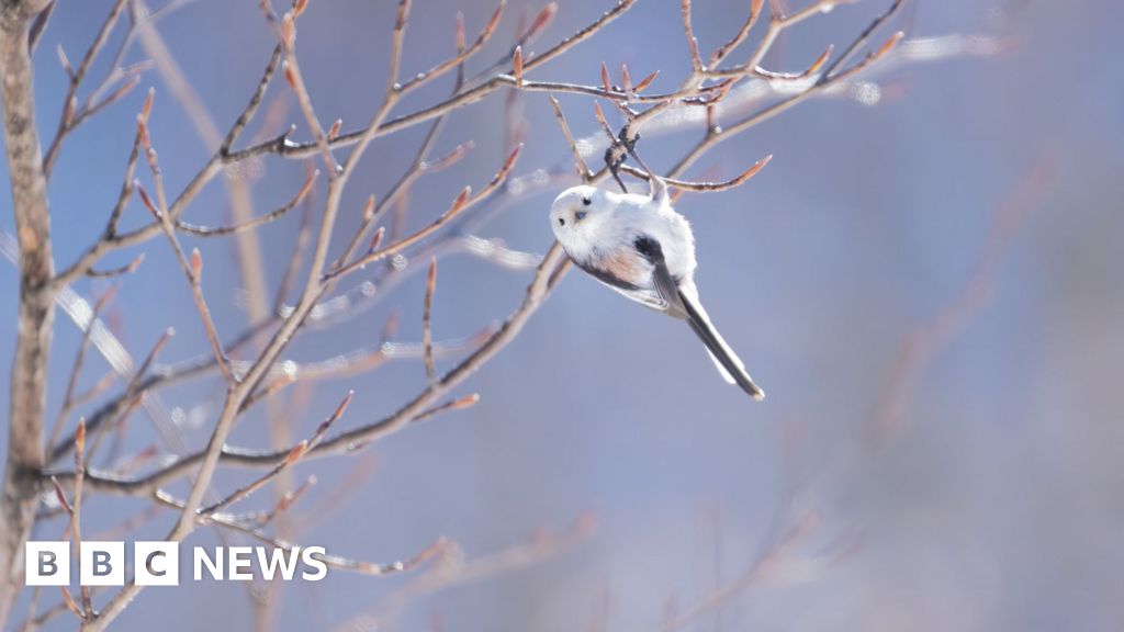 Meet a real life 'snow fairy' - BBC News