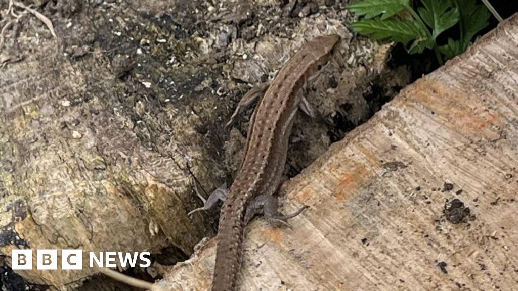 Mercedes F1 team rehomes lizards found at Brackley headquarters - BBC News