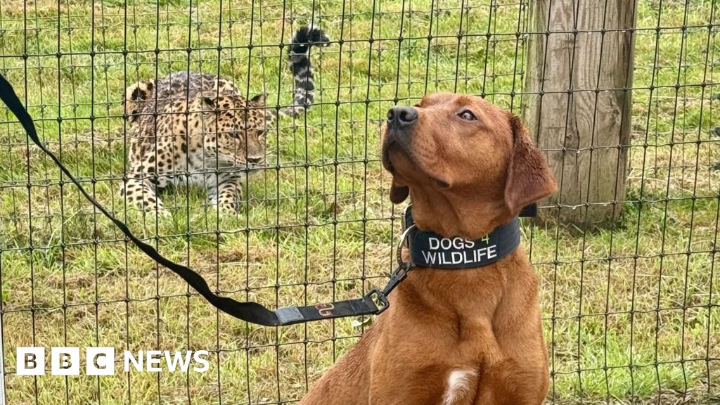 Yorkshire zoo helps dogs training to join anti-poaching unit - BBC News