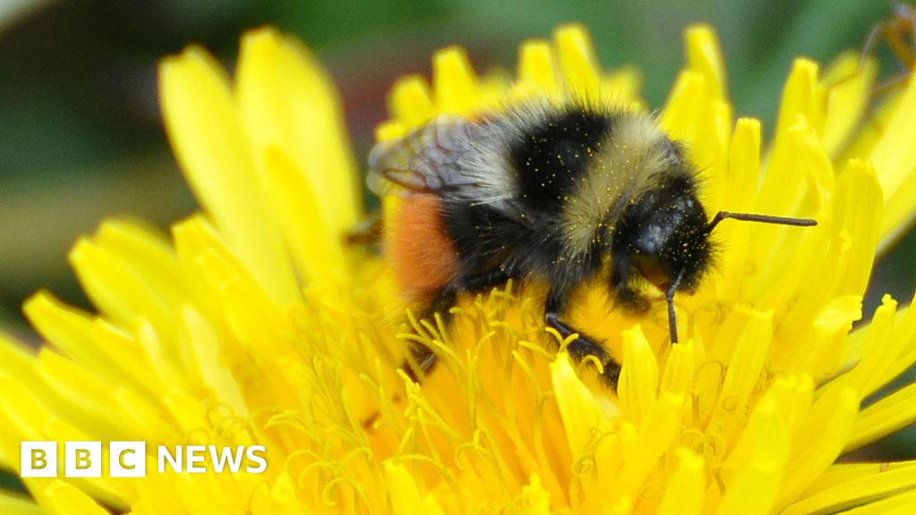 Shropshire meadows' revival sees rare bumblebee numbers on rise - BBC News