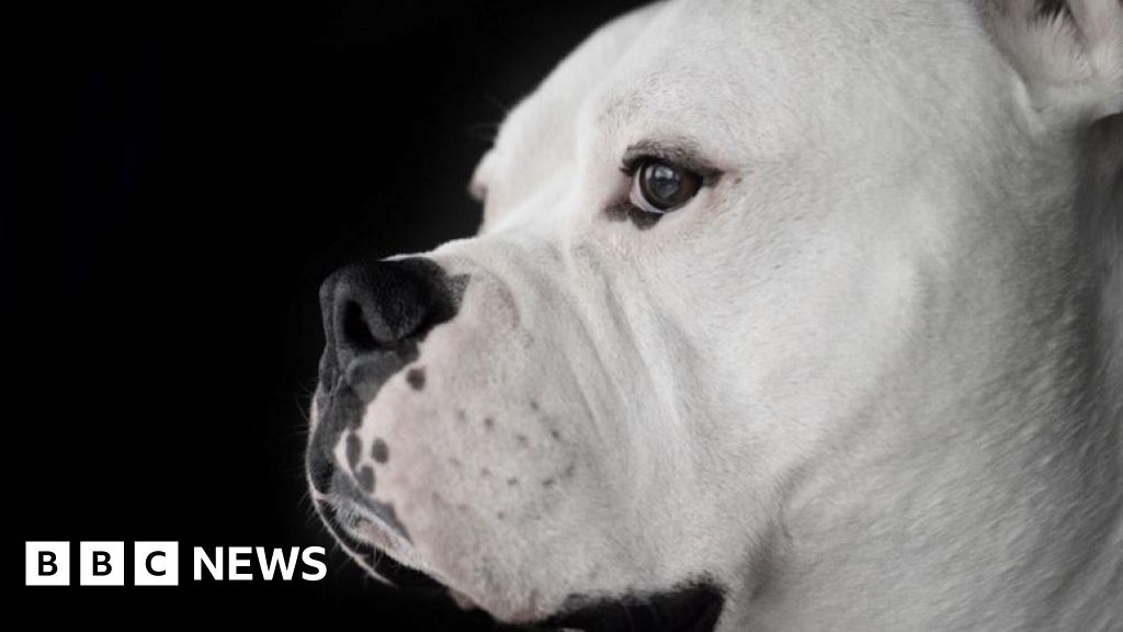 Lowestoft: Man arrested after 'savage' dog attack - BBC News