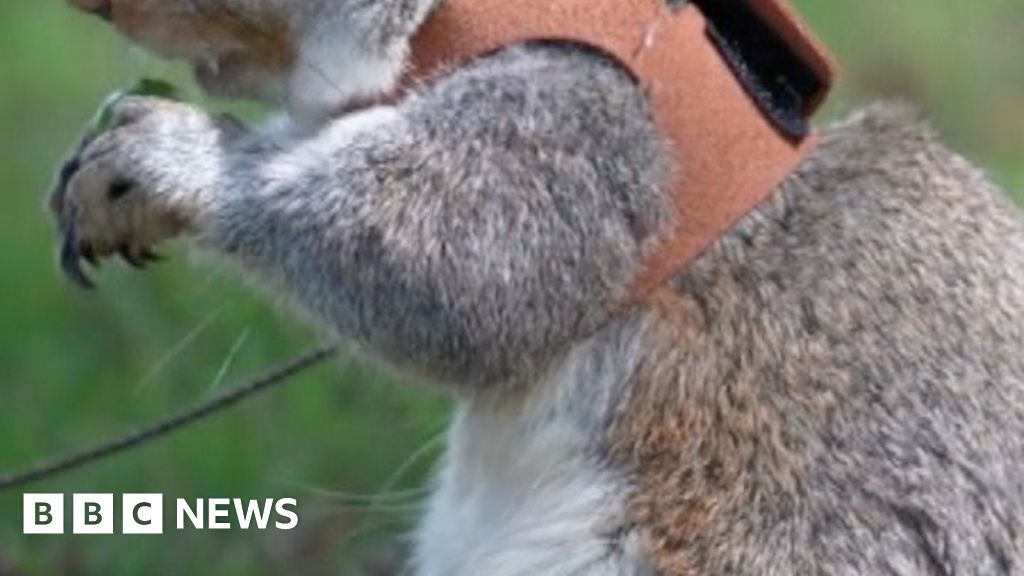Rescued squirrel, Alvin, is man's constant companion