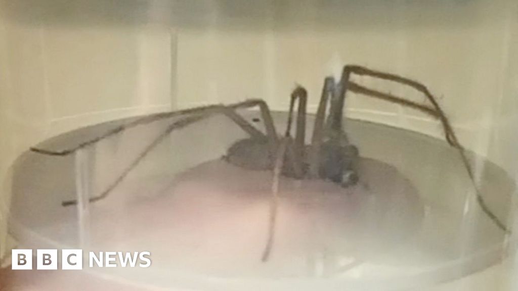 Spider season to last longer - BBC News