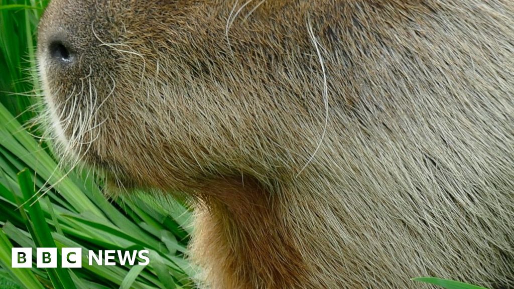 How much do you know about capybaras after Marwell escape? - BBC News