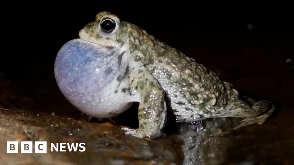 Springwatch visits Hengistbury Head's rare natterjack toads - BBC News