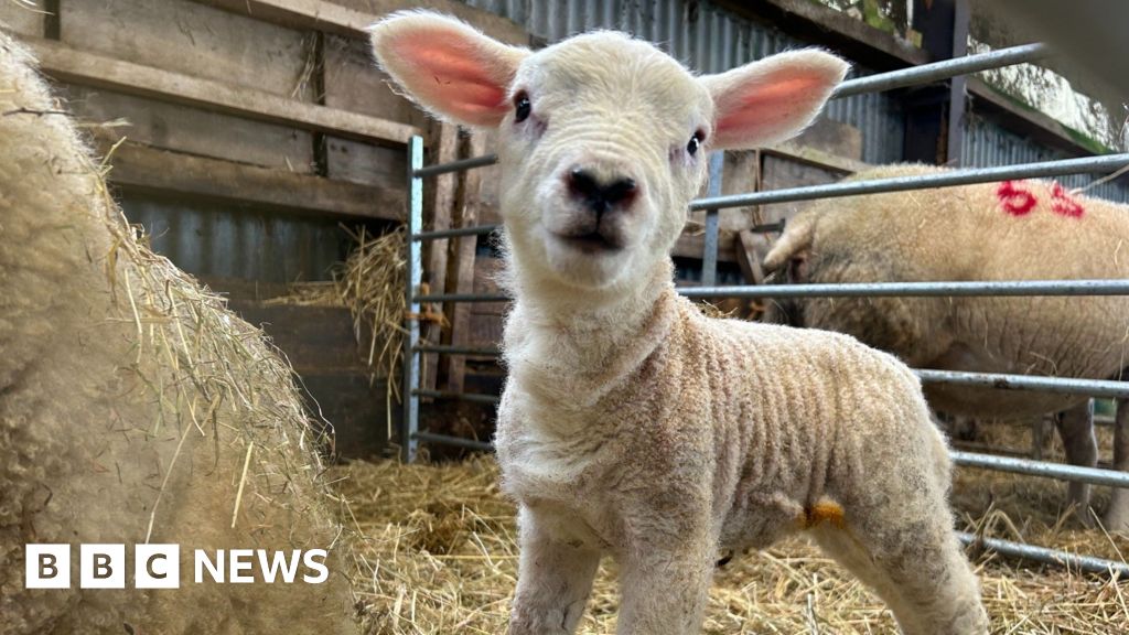 Cumbrian sheep farmers in plea to dog walkers - BBC News
