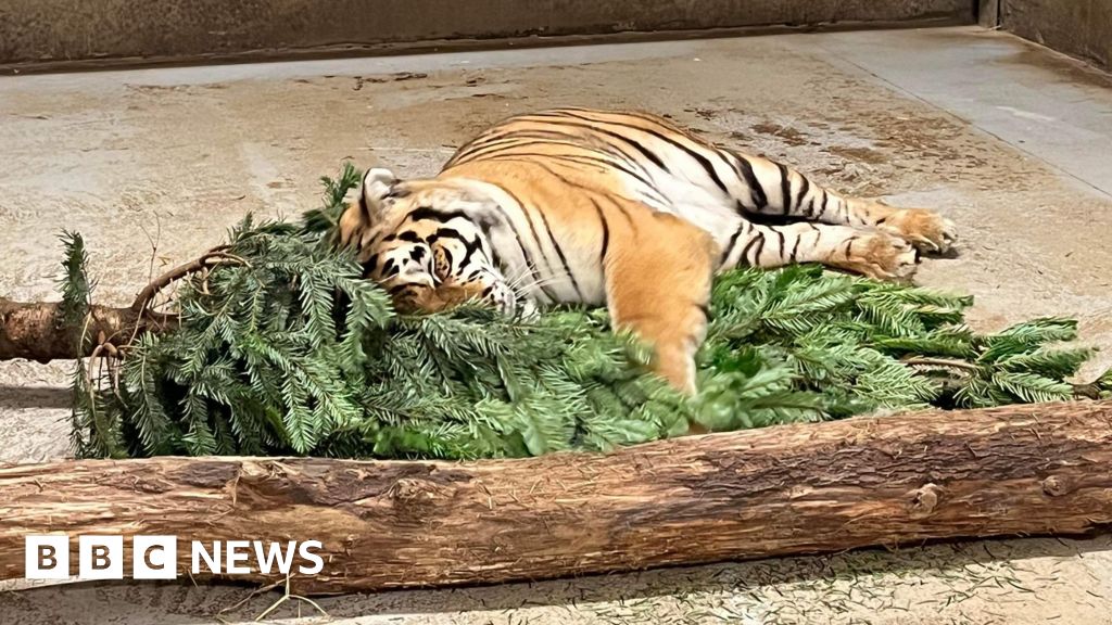 Why Do Our Tigers Crave Your Christmas Trees? | WelshWave