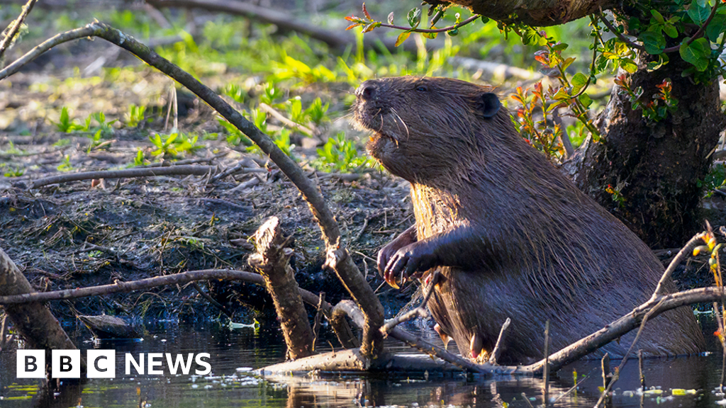 Beaver reintroduction welcomed by Shropshire Wildlife Trust