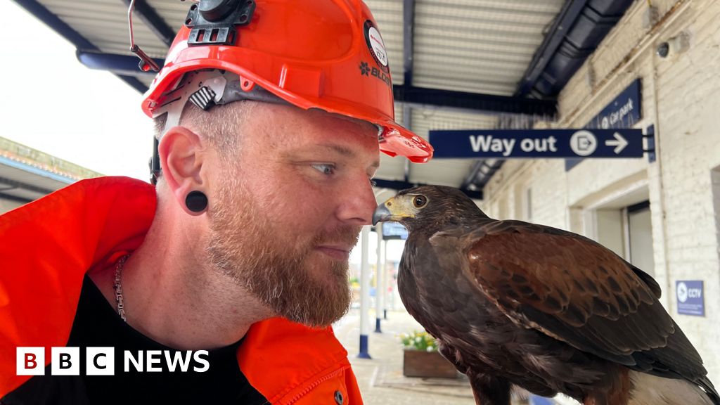 Hawk flies in to tackle railway pigeons in Beverley and Driffield