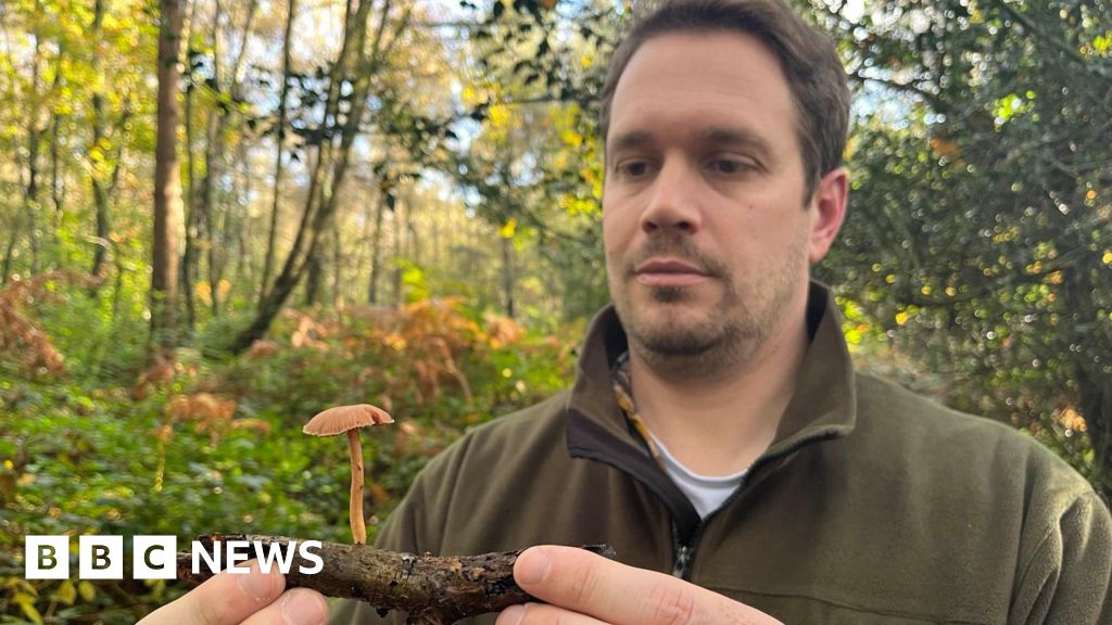 Ashdown Forest calls for tougher measures to protect rare fungi - BBC News