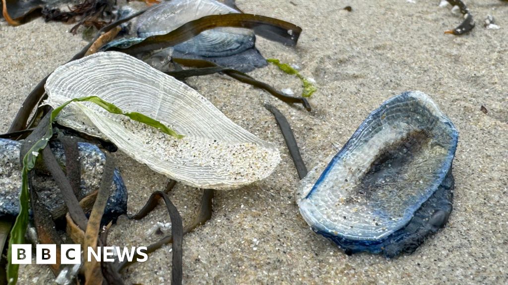 By-the-wind-sailors: Creatures wash up on Guernsey beaches - BBC News