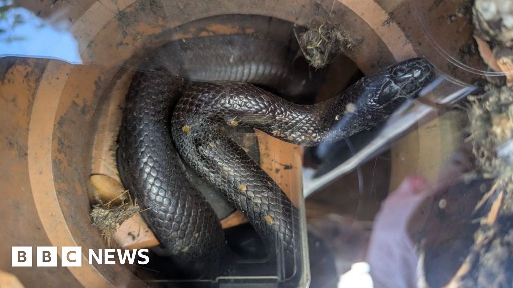 Bedford snake in a drain rescued after getting stuck - BBC News