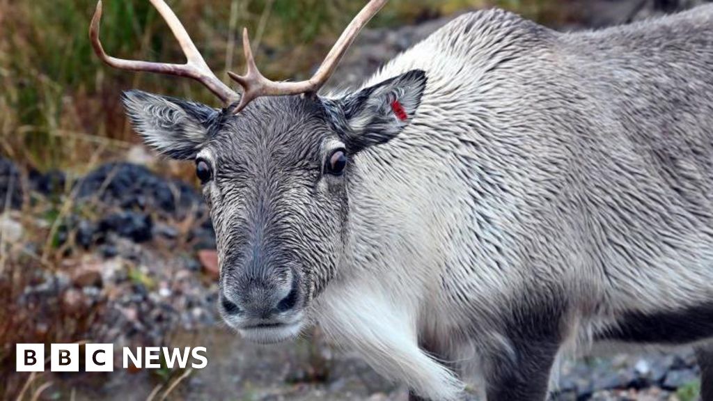 Drone 'panicked' pregnant reindeer in Cairngorms, near Aviemore