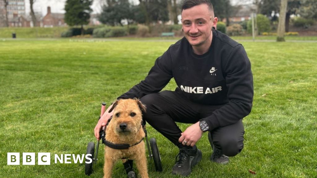 Dog left paralysed by Carlisle crash walking again with wheels