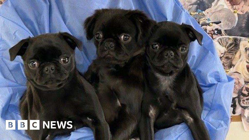 RSPCA rescues three pug puppies abandoned across Peterborough