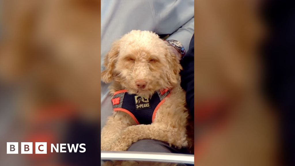 Meet Boone, one of the 250 dogs rescued from an overcrowded property ...
