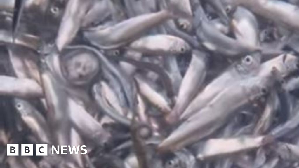 Westward Ho! sea pool reopens after flood of dead fish - BBC News
