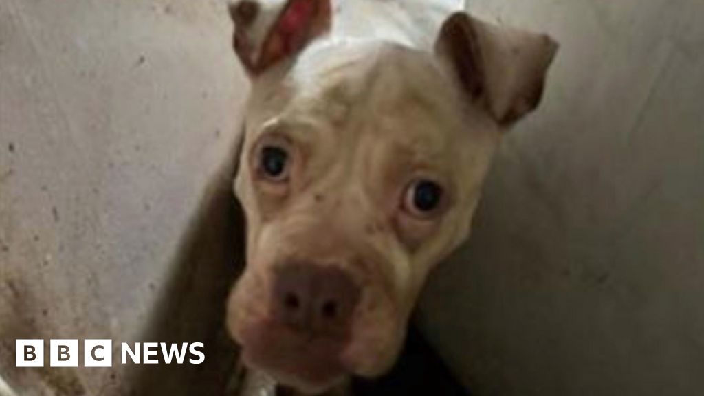 Emaciated dog rescued from abandoned home in Gosport