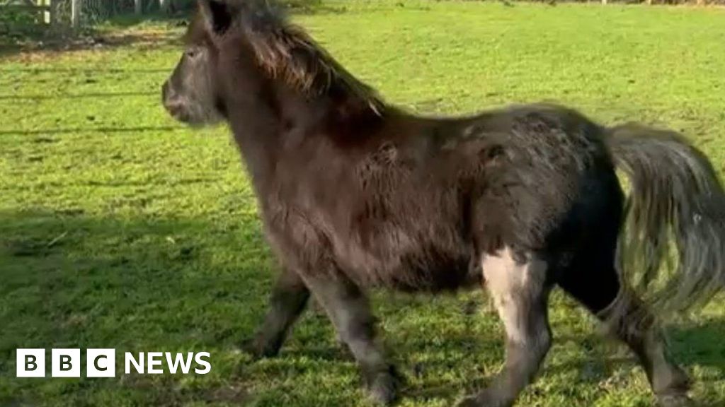Bournemouth: Family 'ecstatic' as pony shot with BB gun recovers
