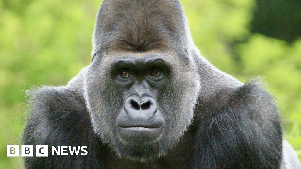 Paignton Zoo gorilla dies after not waking up from health check