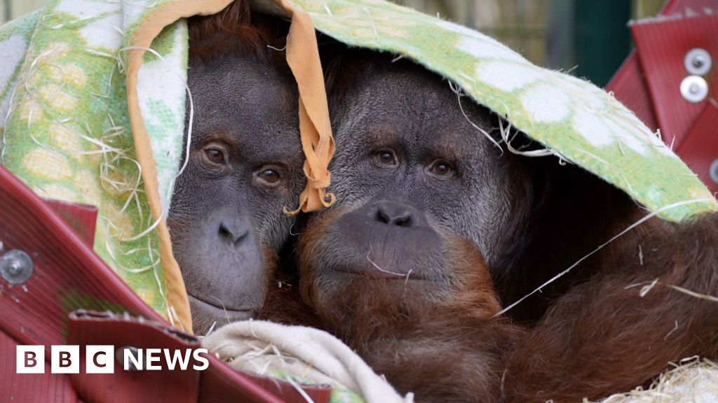 Kent animal reserve welcomes endangered orangutan brothers - BBC News