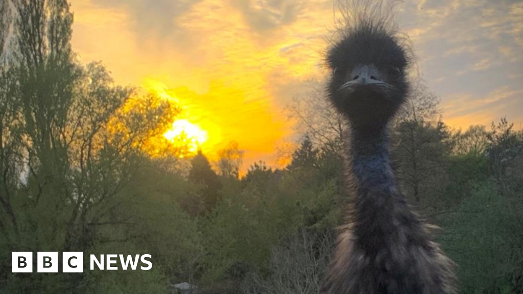 Malmesbury's missing emu found dead after week of searching