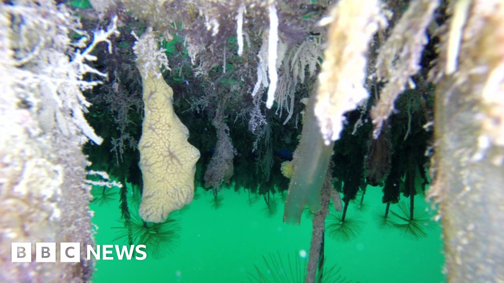 Invasive species 'Sea Vomit' found in Jersey Marina - BBC News