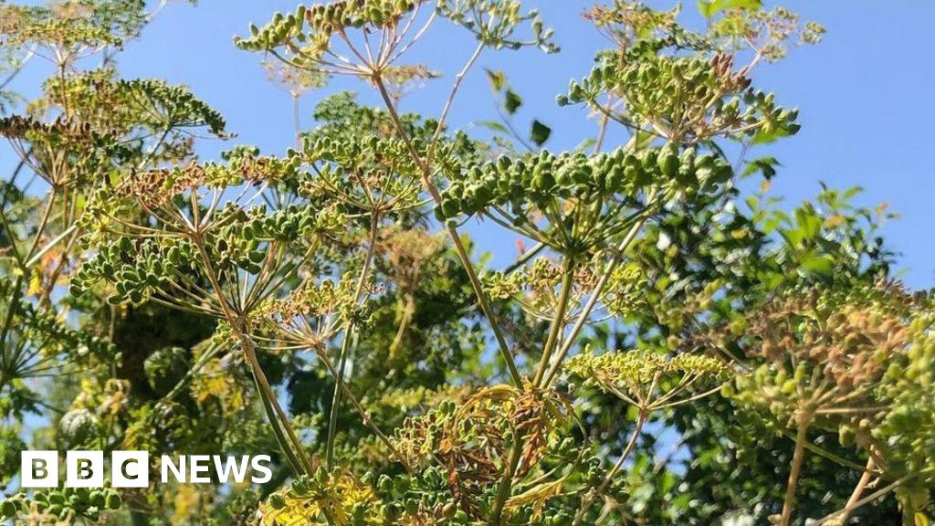 Toxic hemlock found at Peterborough's Holywell Ponds - BBC News