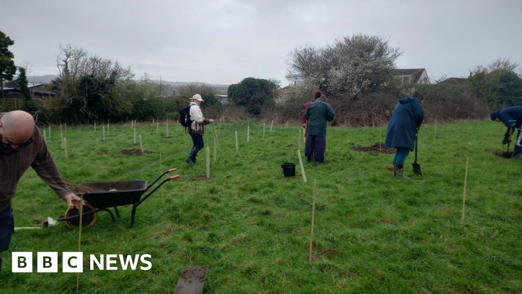 Weymouth: Volunteers plant hundreds of trees on Tumbledown farm