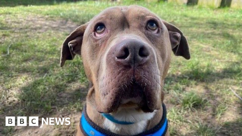 Middlesbrough dog struggling to find home 'because of sad face' - BBC News