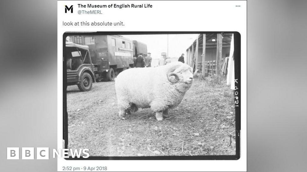 'Absolute unit' meme on show in Bradford museum first