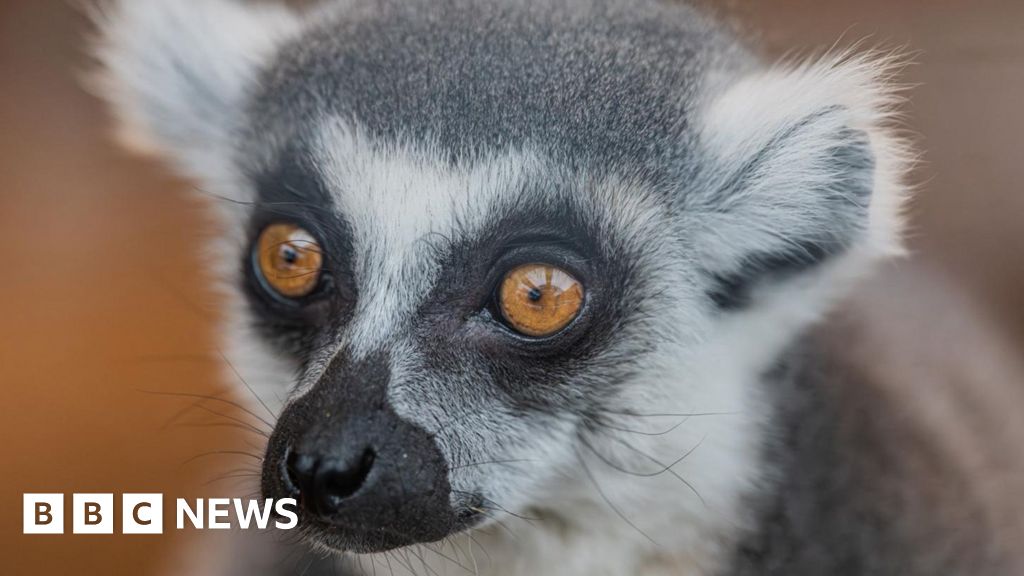 Lemur at Scottish zoo named world's oldest in captivity - BBC News