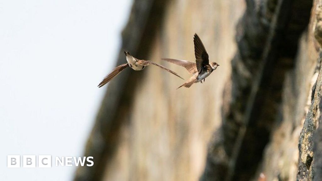 Man-made nests for Newcastle city's sand martin colony - BBC News