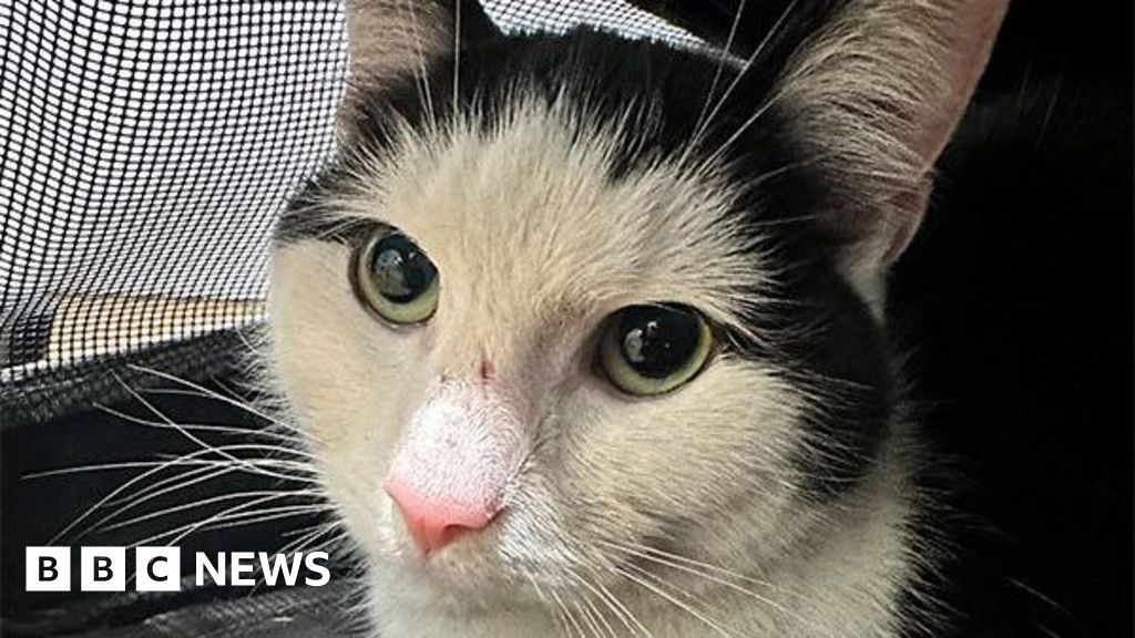 Mapperley: Missing cat reunited with owner after a month - BBC News