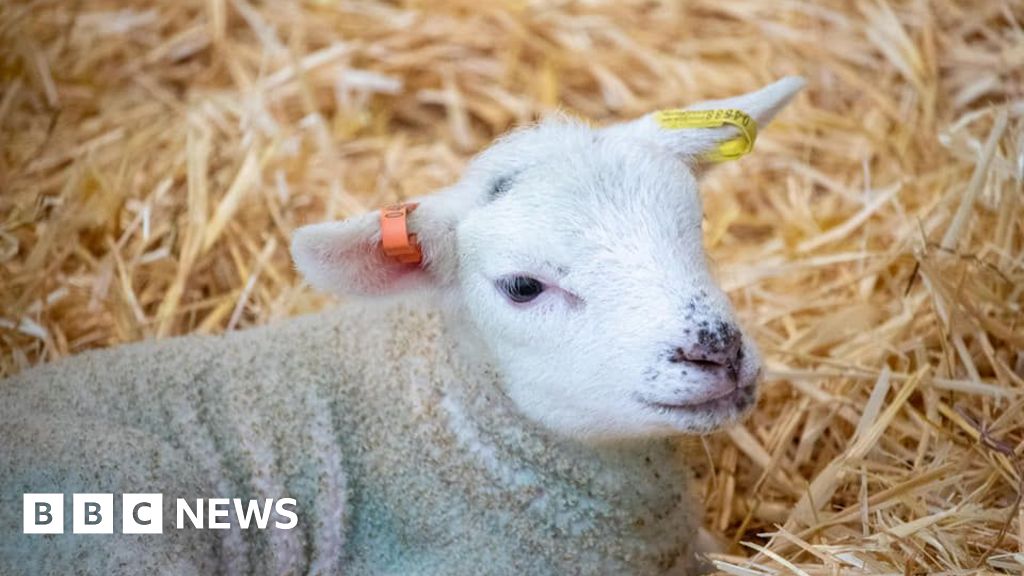 Lincoln lambing event cancelled due to Schmallenberg virus