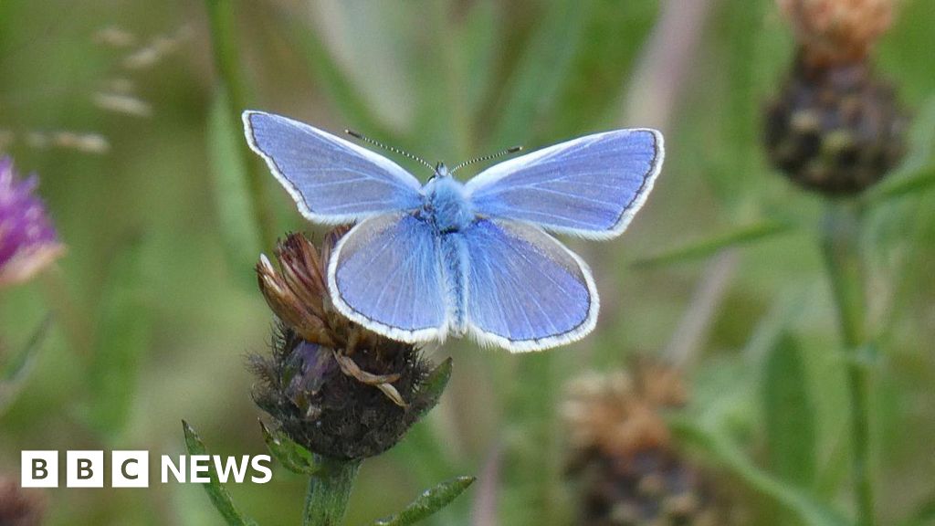 Butterfly sightings increase in this year's count in Guernsey