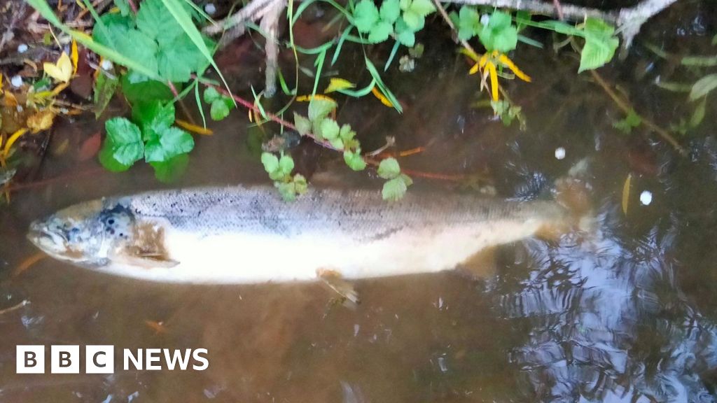 Wye salmon faces extinction in 6 years - campaigners