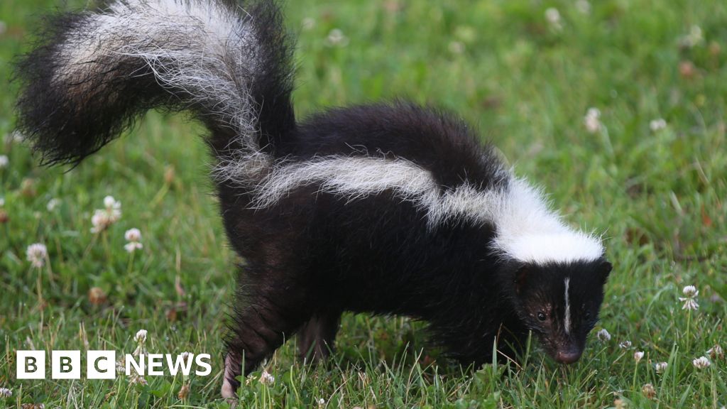 Skunk on the run near Sudbury after escaping from owner's garden - BBC News