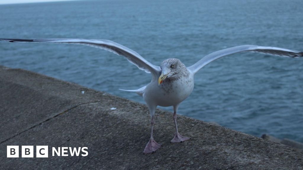 Scarborough artificial nesting towers may reduce gull issues - study