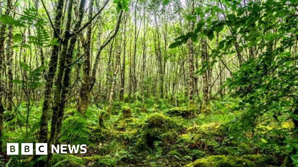 West Highland rainforest restoration efforts hailed - BBC News
