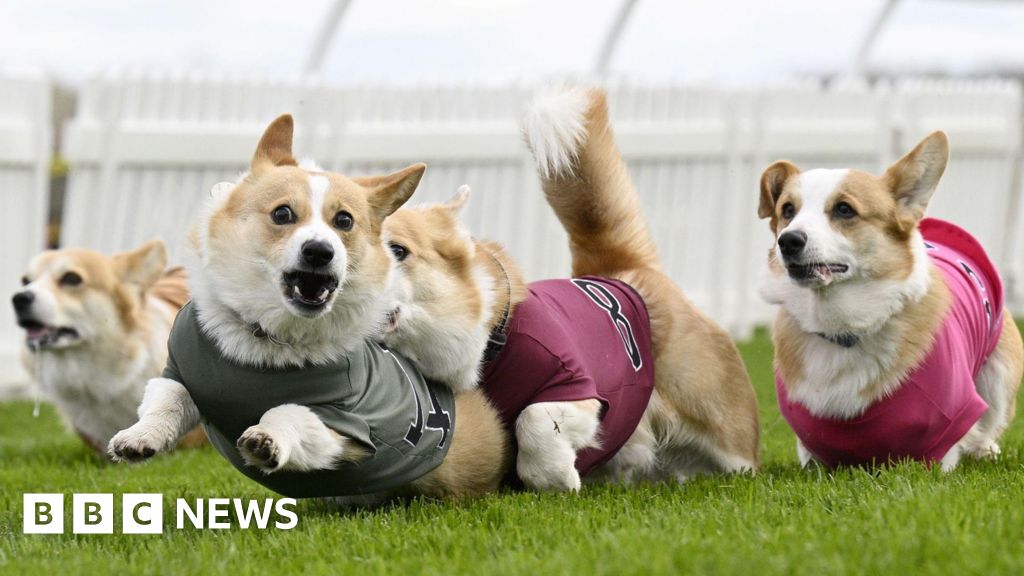 Top dogs compete at annual Corgi Derby