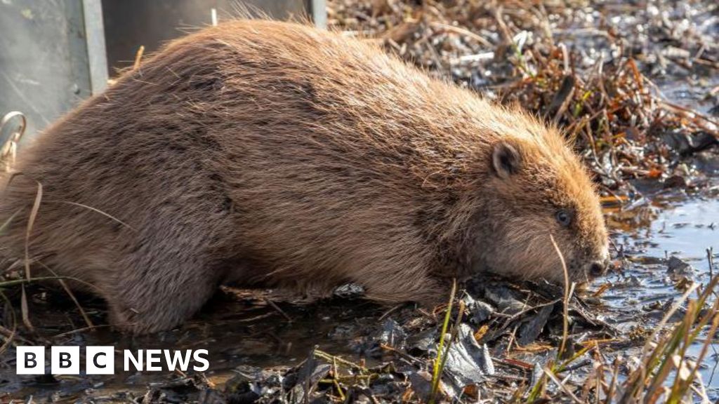 More beavers released in Cairngorms National Park