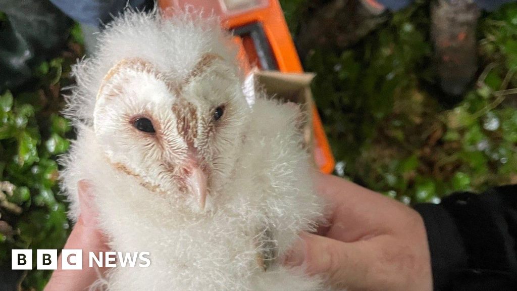Strangford: Baby barn owls successfully bred at Co Down farm - BBC News