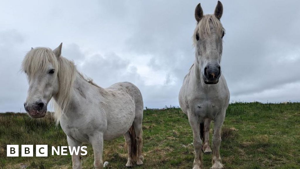 Hebrides' Eriskay ponies need greater recognition, says society